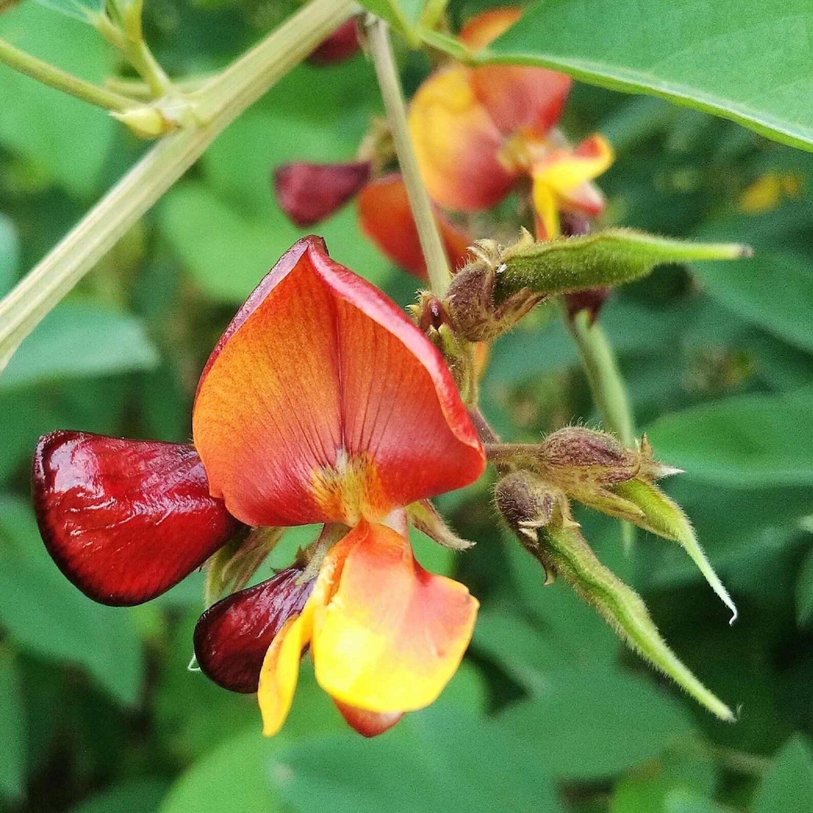 100 Seeds | Cajanus Cajan Pigeon Pea, Non GMO Legume Seeds for Planting ...