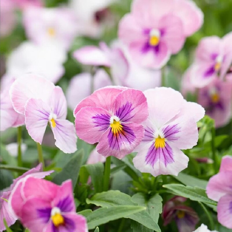 Ruffled Pansy - Etsy