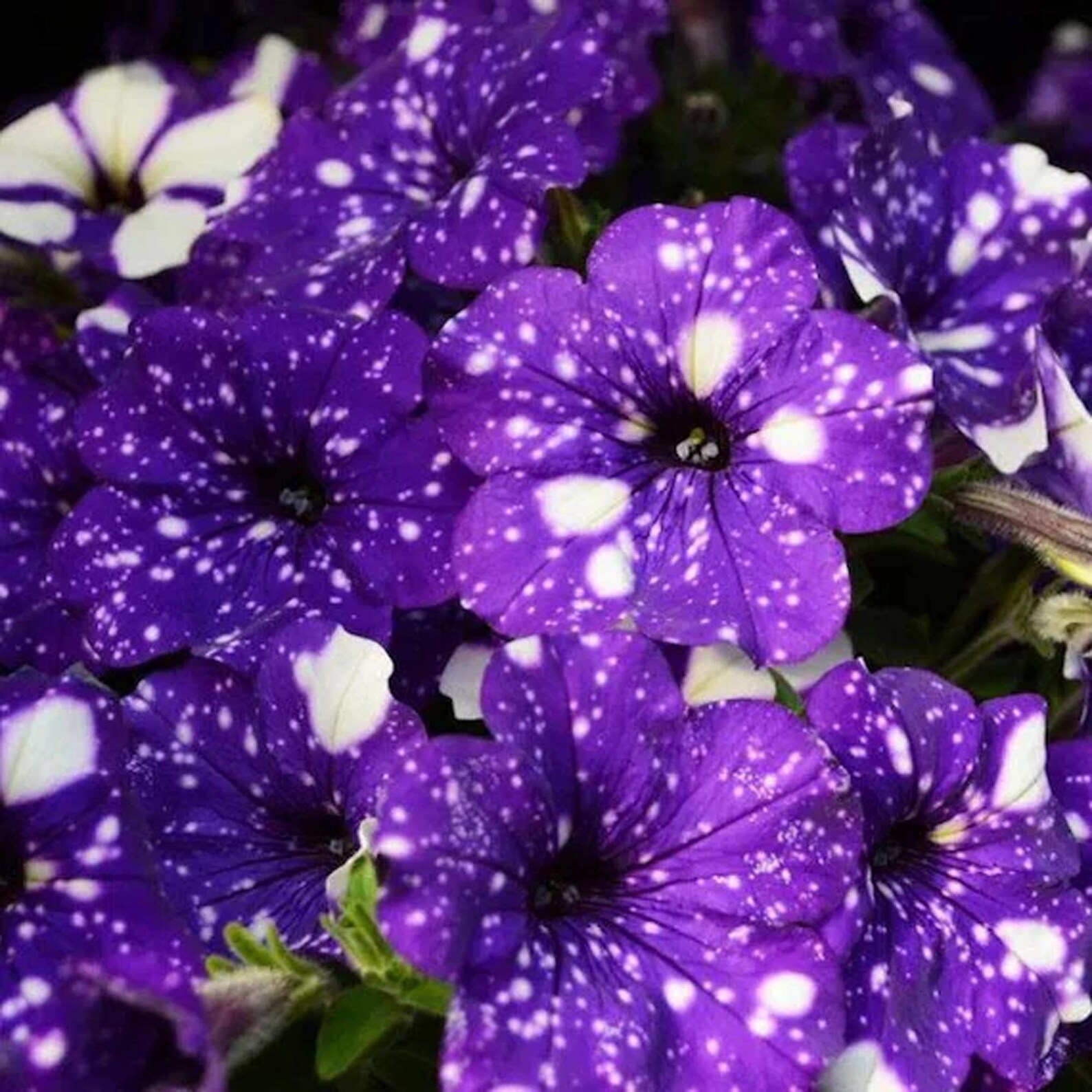 20 Purple Petunia Starry Flower Seeds | Night Sky Petunia Variety ...