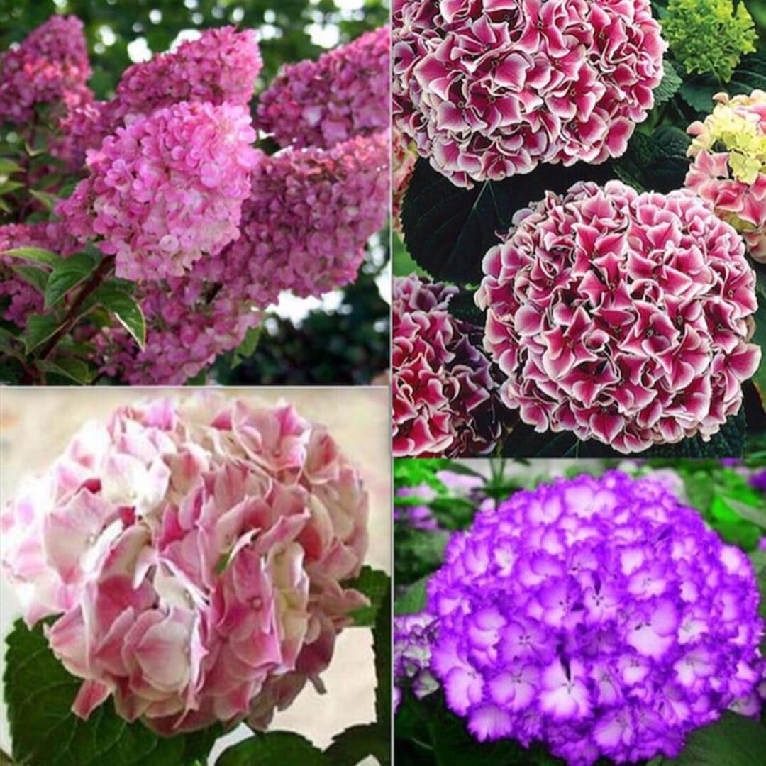 20 Rare Hydrangea Flower Seeds – Stunning Blooming Shrubs for Garden ...