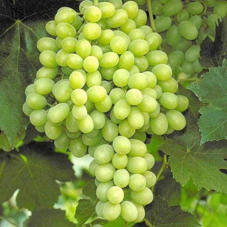 50+ Green Grape Seeds | Sweet Seeded Table Grape Vine, Hardy Climbing ...