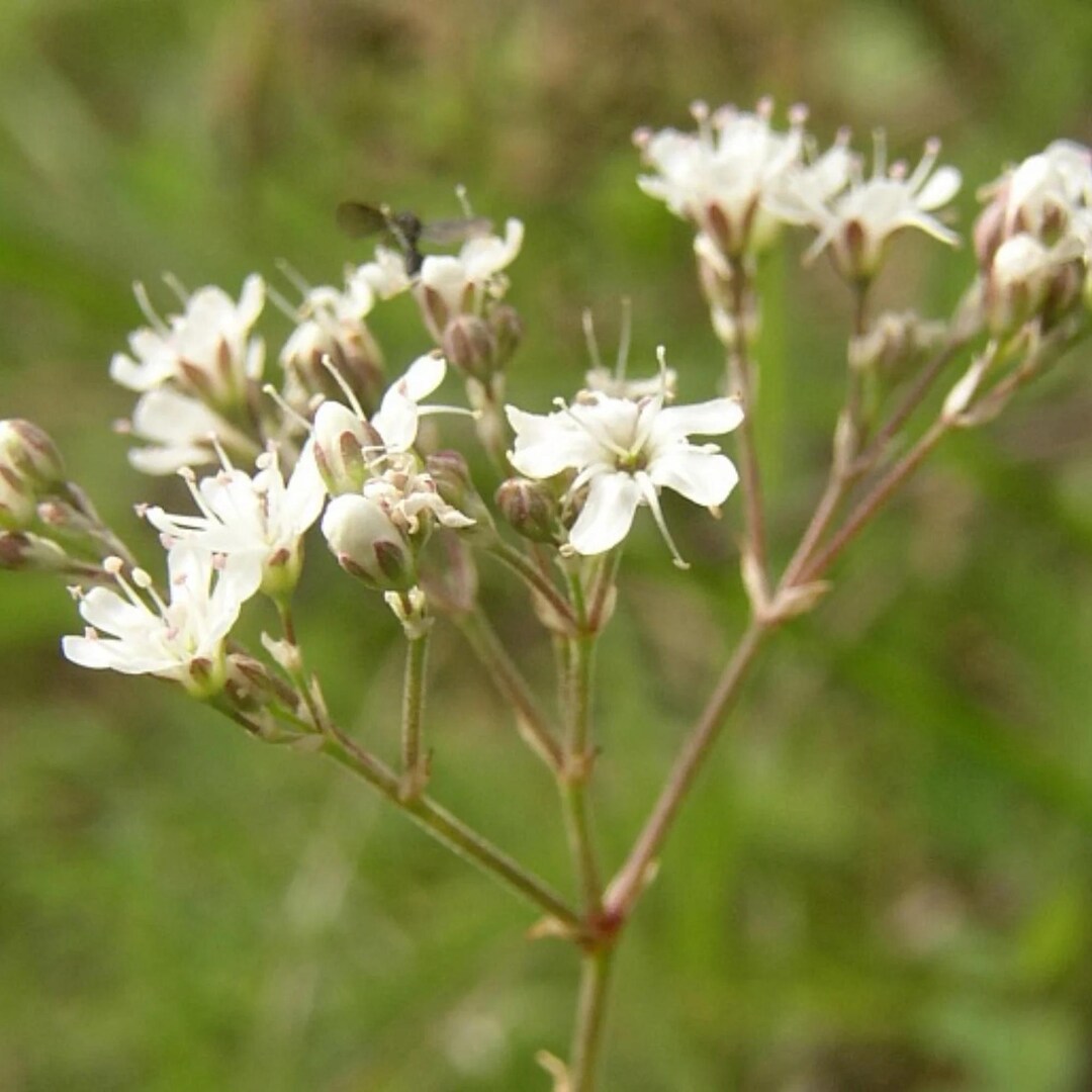 30 Seeds | White Upright Baby's Breath Gypsophila Fastigiata, Perennial ...