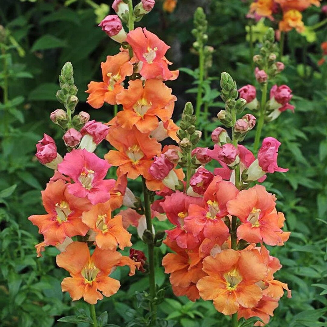 30 Seeds | Chantilly Bronze Snapdragon Flower Seeds, Tall Bronze Pink ...