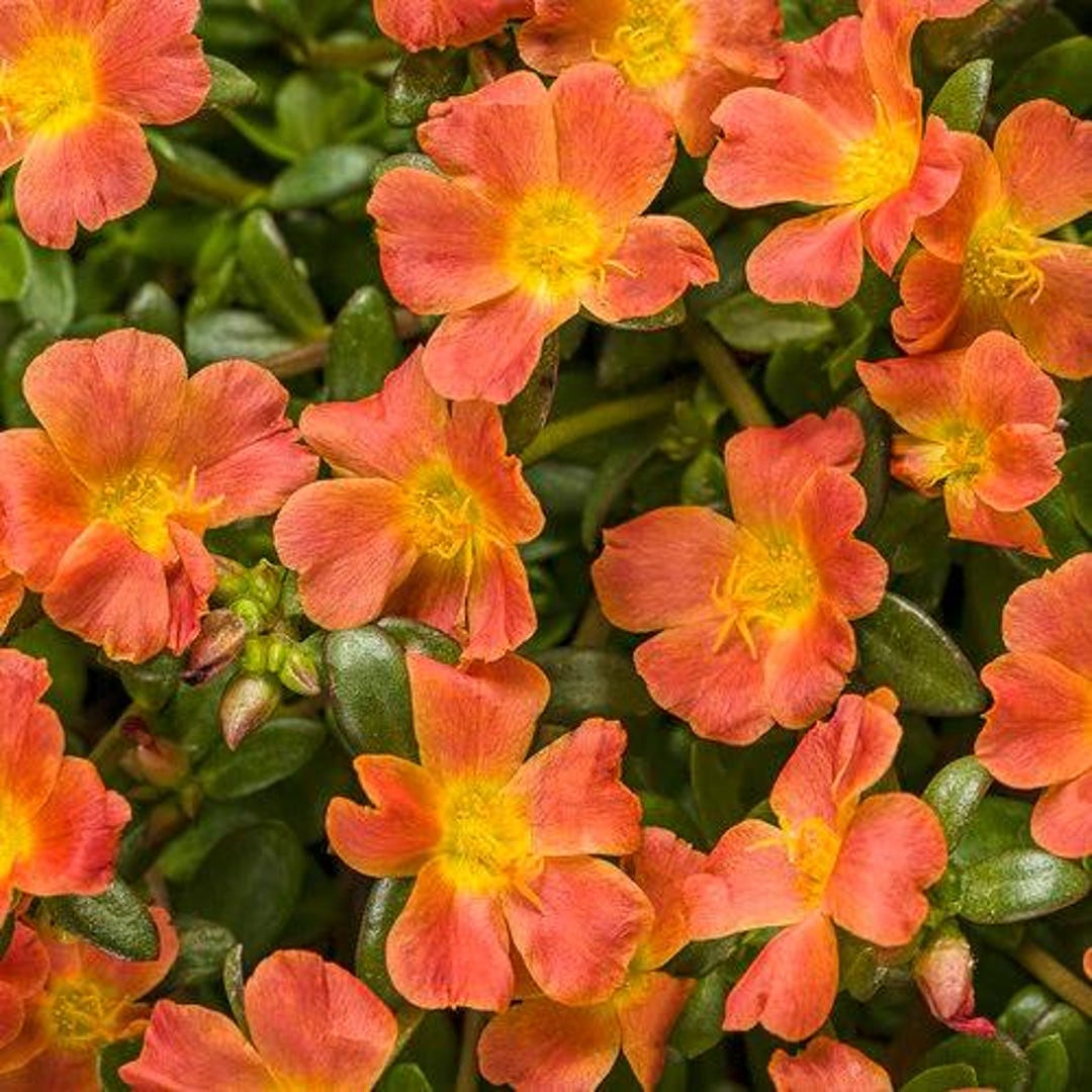 30 Seeds | Mojave Tangerine Portulaca Umbraticola Seeds, Bright Orange ...