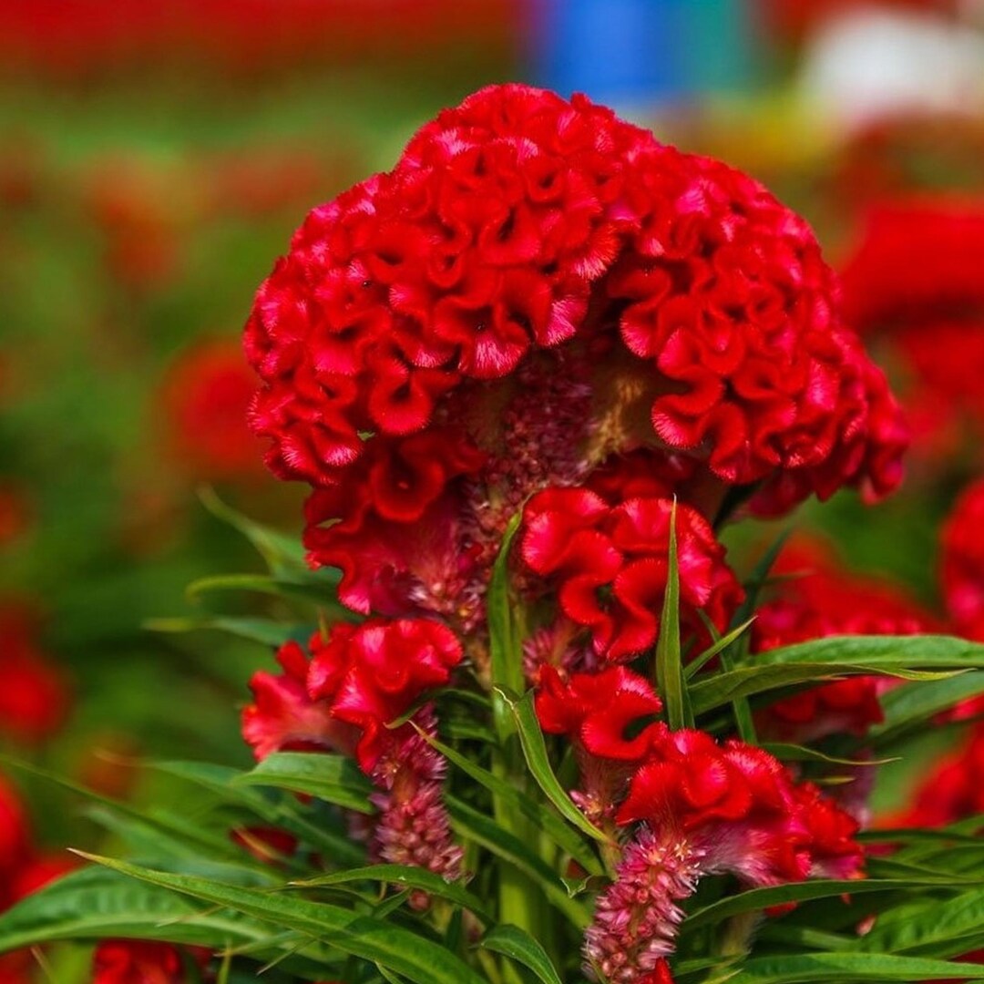 20 Seeds | Red Lily Seeds, Rare Perennial Flower Seeds, Elegant ...