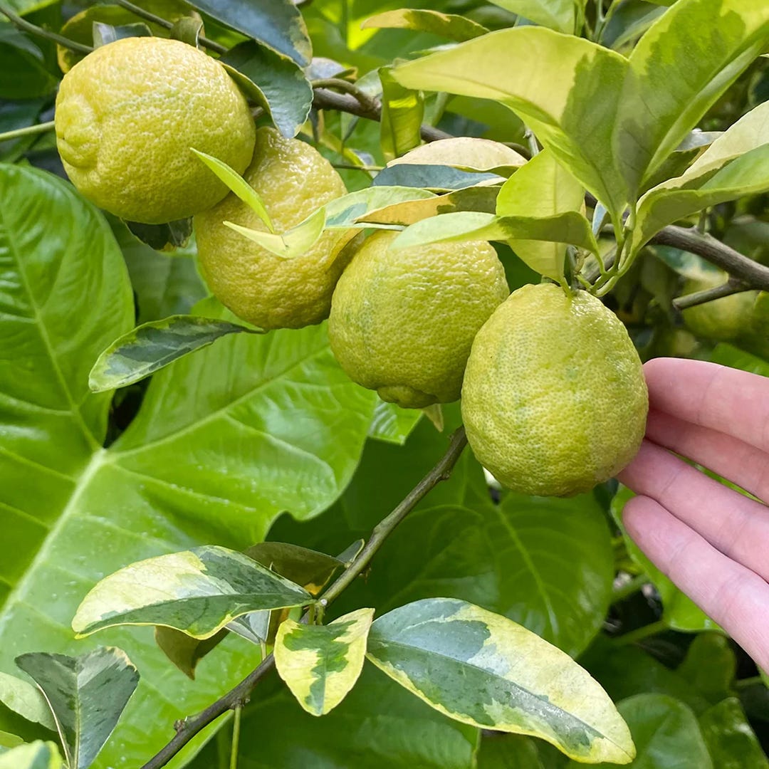 5 Seeds | Lemon Tree Seeds, Evergreen Ornamental Citrus Plant, Hardy ...