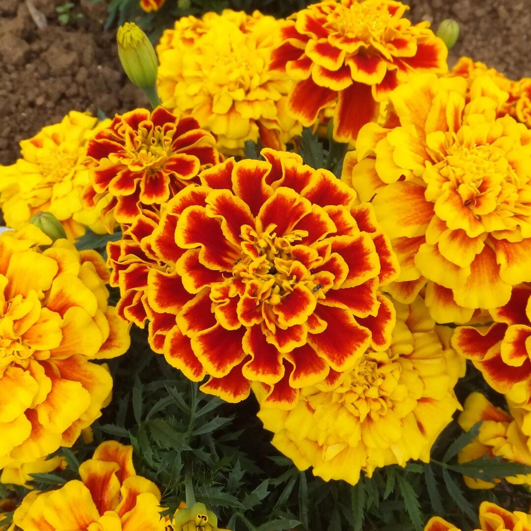 25 Durango Bee French Marigold Seeds (tagetes Patula) | Golden and Red ...