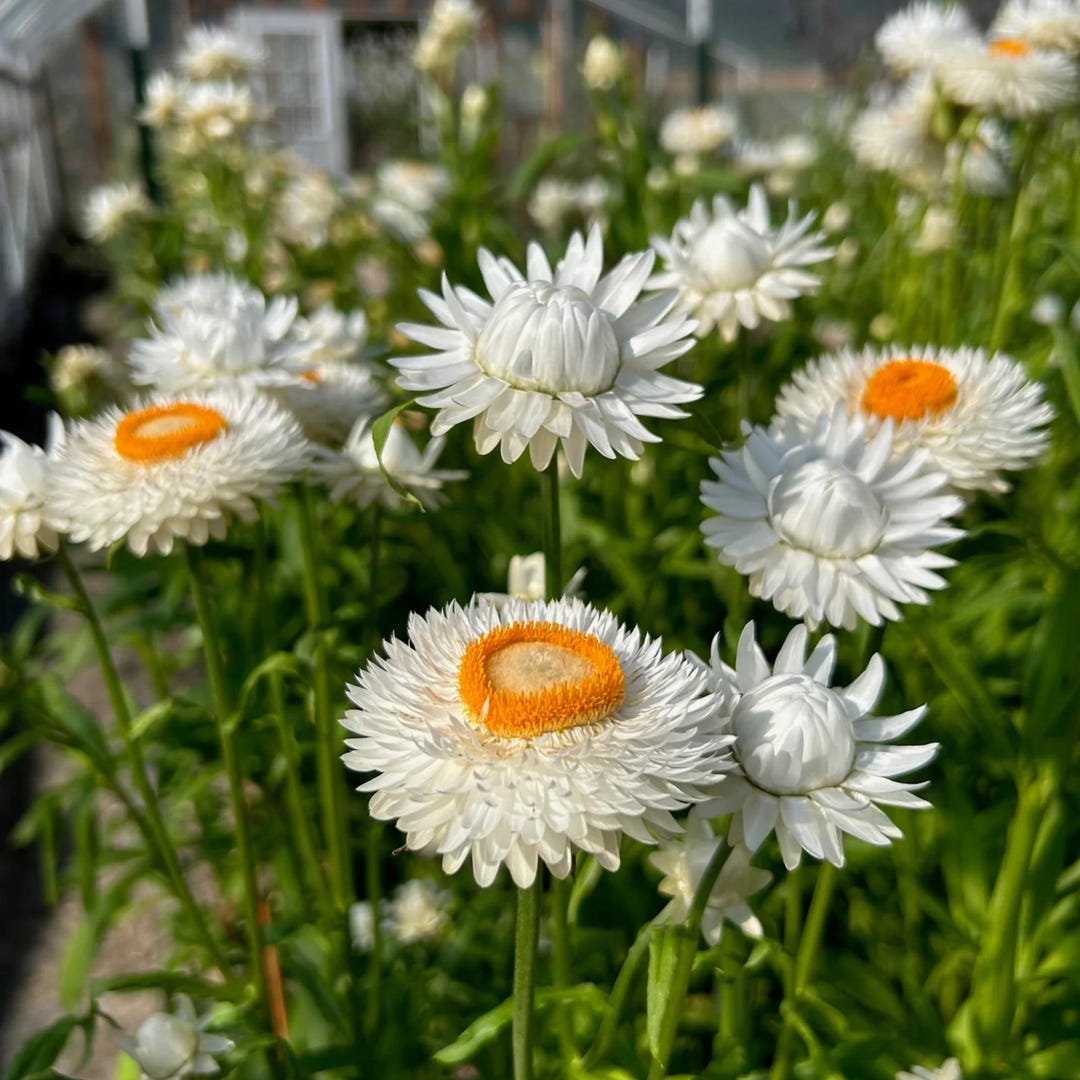 100 Seeds | White Strawflower Seeds, Ornamental Annual Blooms ...
