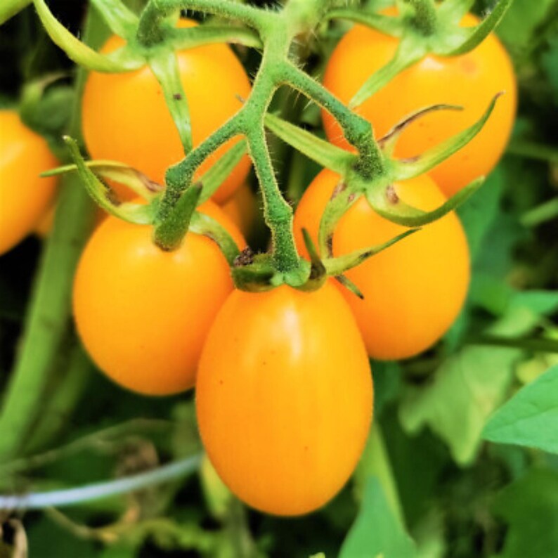 25 Seeds | Yellow Grape Tomato Plant Seeds, Compact Ornamental Vine ...