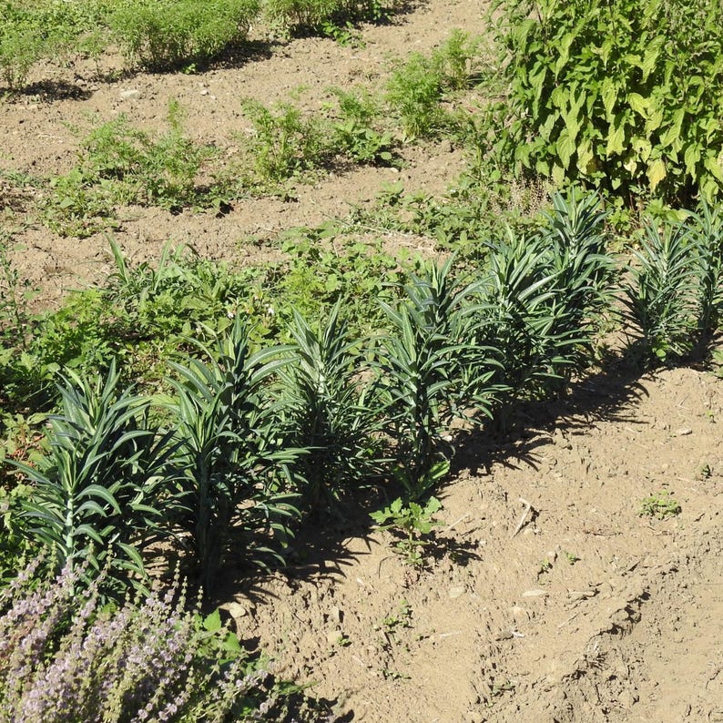 10+ Seeds | Gopher Spurge Seeds Euphorbia Lathyris, Mole Plant Seeds ...