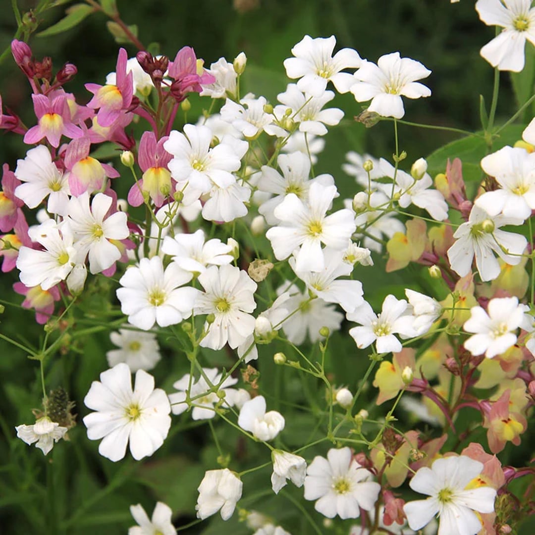 30 Seeds | White Annual Baby's Breath Gypsophila Elegans, Fast Growing ...