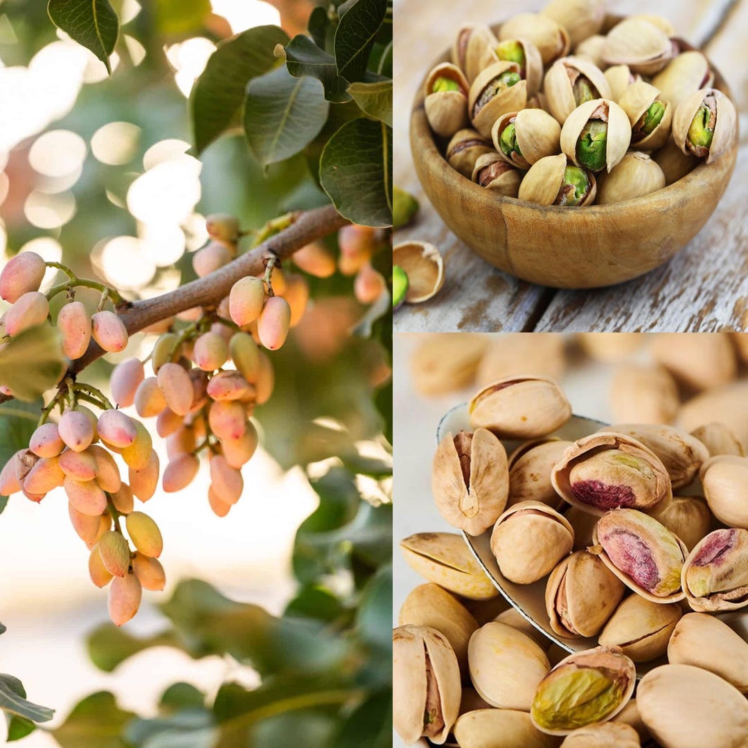10 Pistachio Nut SEEDS, Hardy Nut Tree Seeds, Backyard Orchard Garden ...