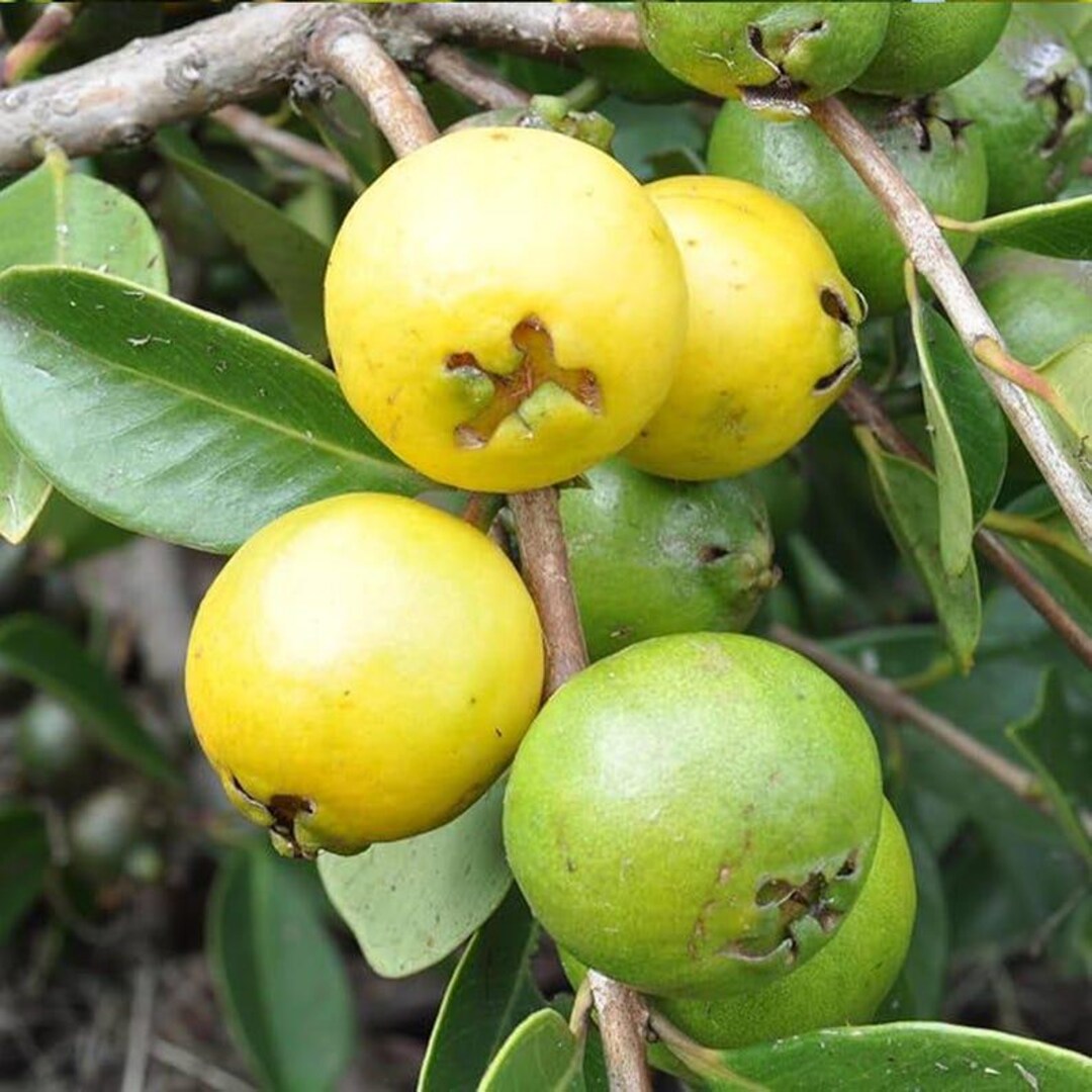 20 Yellow Lemon Guava Seeds, Tropical Fruit Tree Seeds, Sweet Aromatic ...