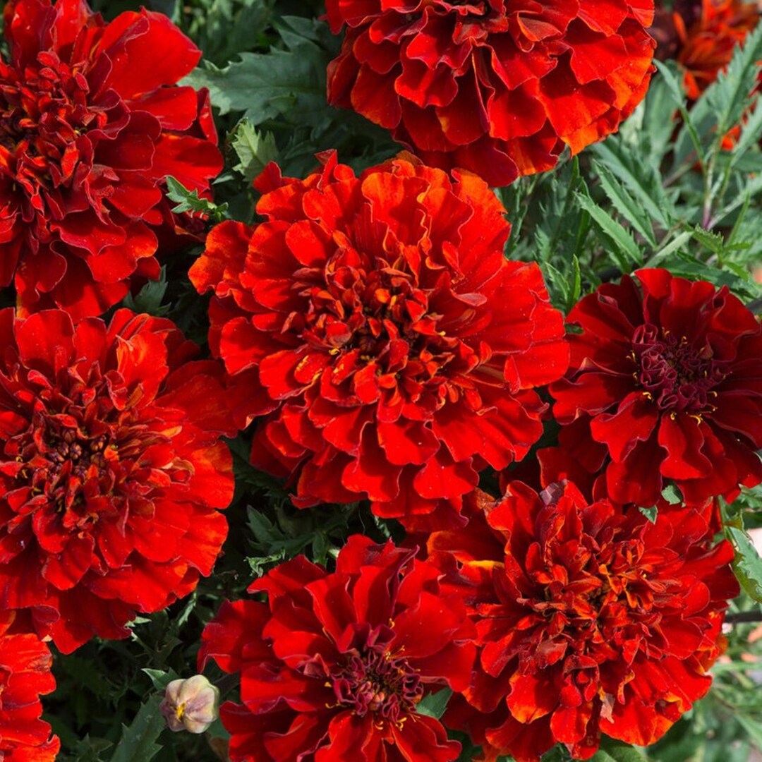 25+ French Fireball Marigold Seeds, Red Orange Bicolor Annual Flowers ...