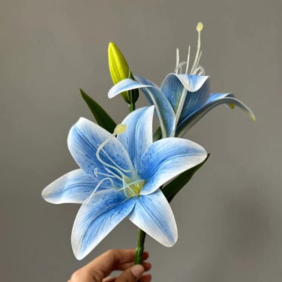 45+ Seeds | Blue Lily Seeds, Rare Perennial Water Lily Flower, Elegant ...
