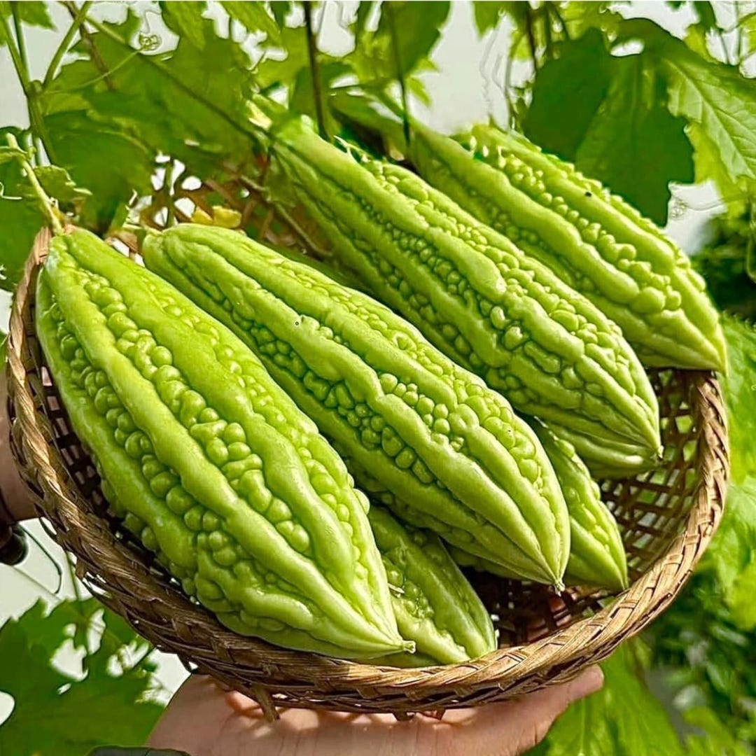 15+ Seeds | Bitter Melon Vine Plant Seeds, Ornamental Annual Climber ...