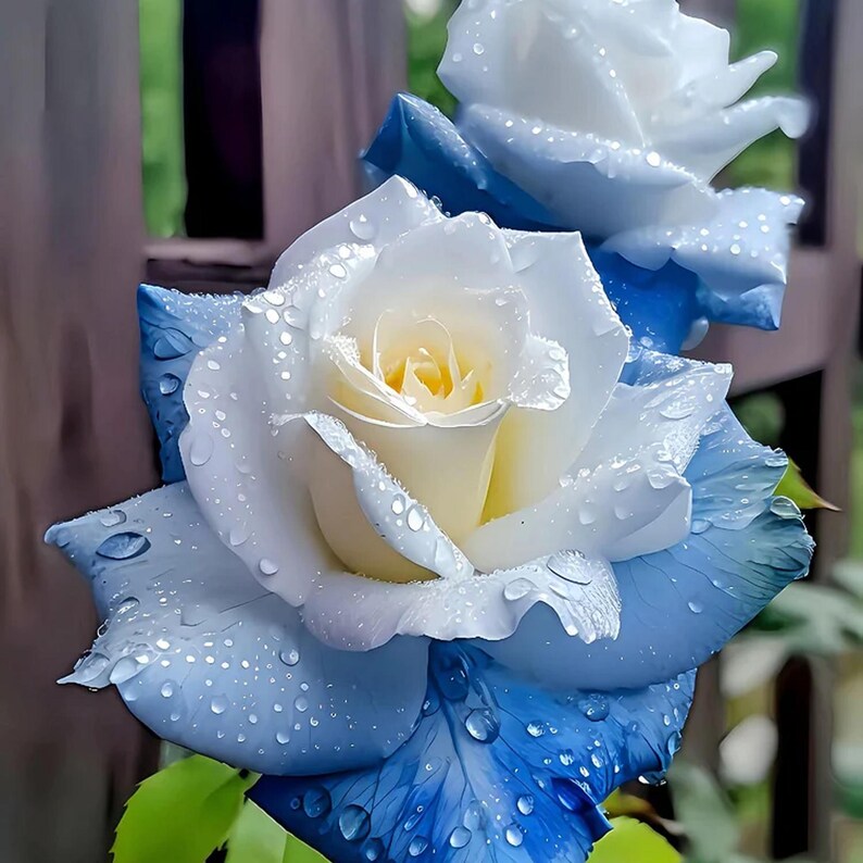 20 Seeds | Broken Ice Blue Rose Seeds, Rare Garden Flower Seeds for ...