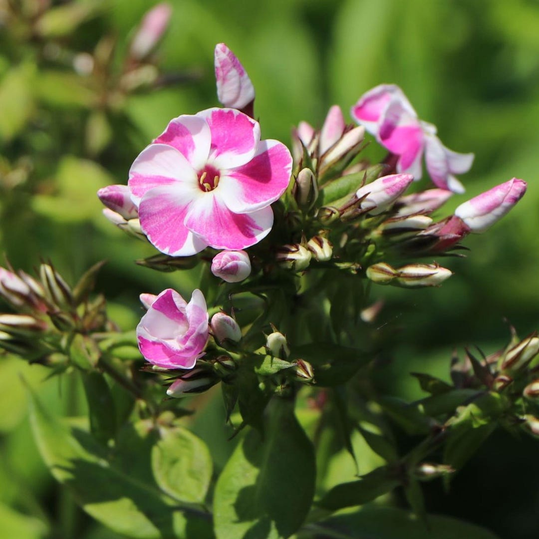 25 Seeds | Pink Bambini Candy Crush Phlox Seeds Phlox Paniculata Garden ...