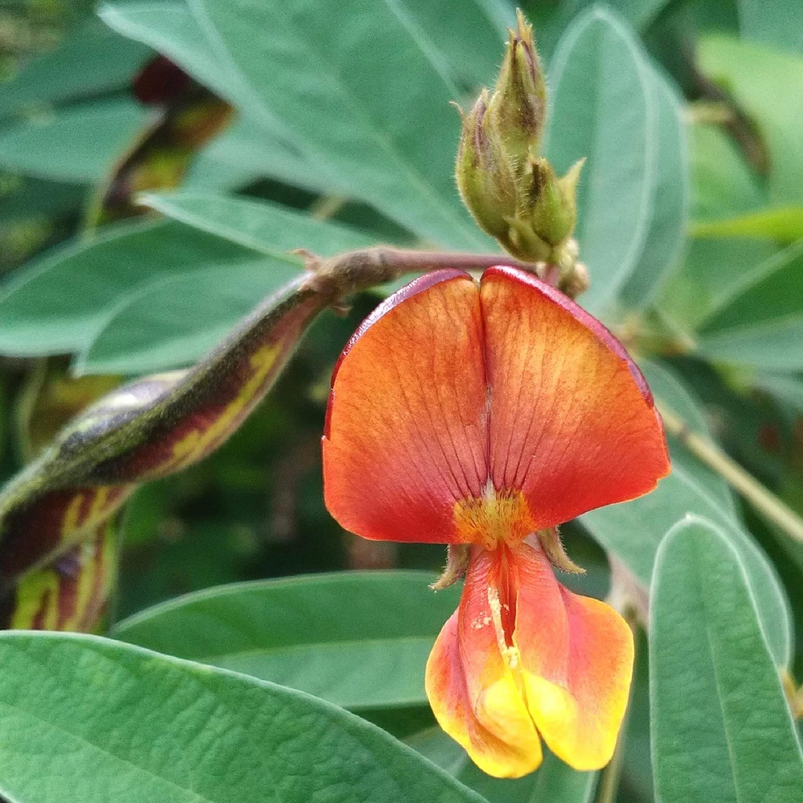 100 Seeds | Cajanus Cajan Pigeon Pea, Non GMO Legume Seeds for Planting ...