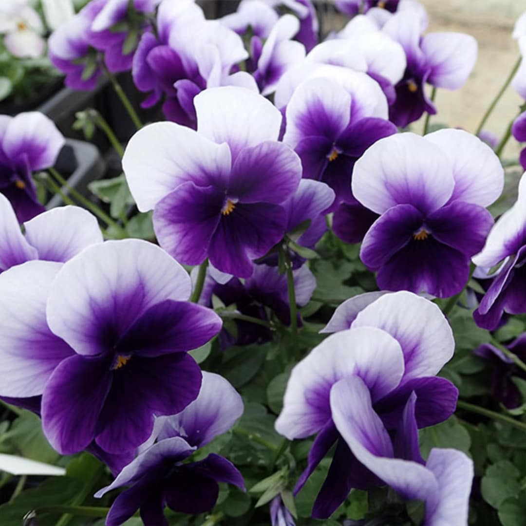 25 Seeds | Spring Matrix Beaconsfield Pansy Seeds Viola Wittrockiana ...