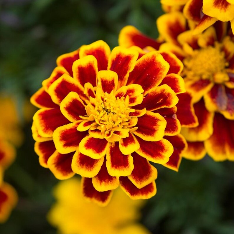 25 Durango Bee French Marigold Seeds (tagetes Patula) | Golden and Red ...