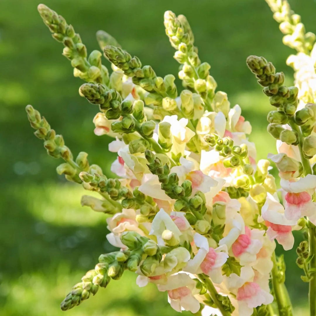 30 Seeds | Opus Appleblossom Snapdragon, Hardy Annual Flower Seeds ...
