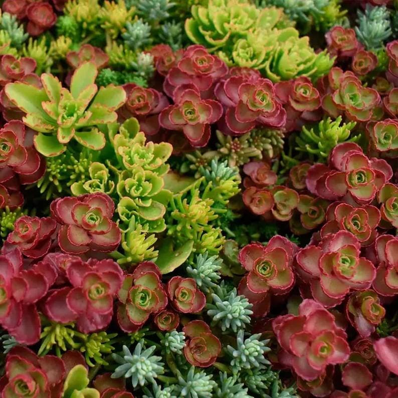 100+ Mixed Sedum Seeds | Colorful Stonecrop Succulent Blend, Hardy ...