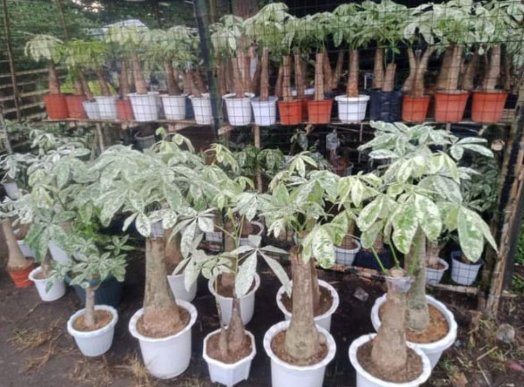 Rare Variegated Money Tree Variegated 4'' 6'' - Etsy