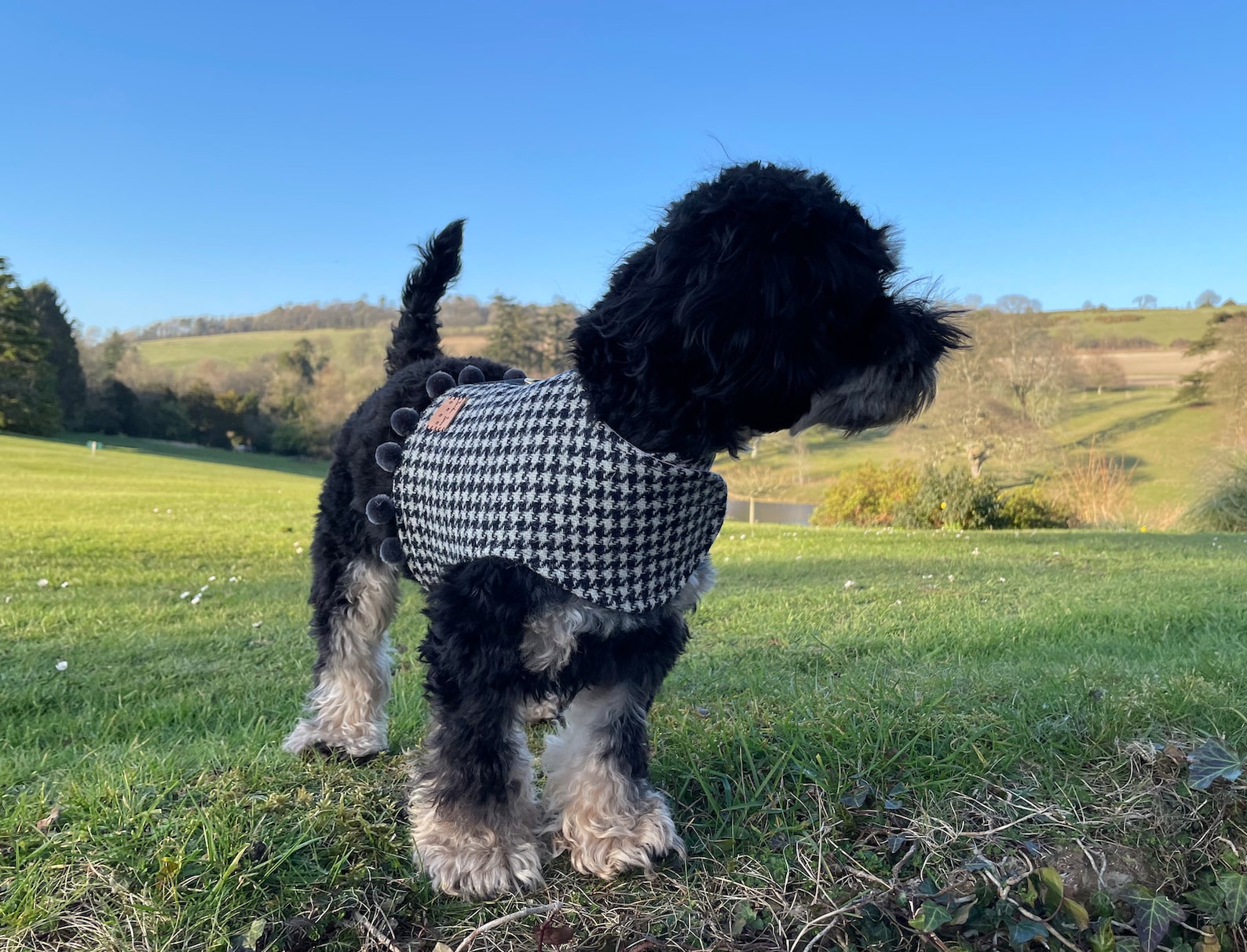 Harris Tweed Dog Harness - Etsy