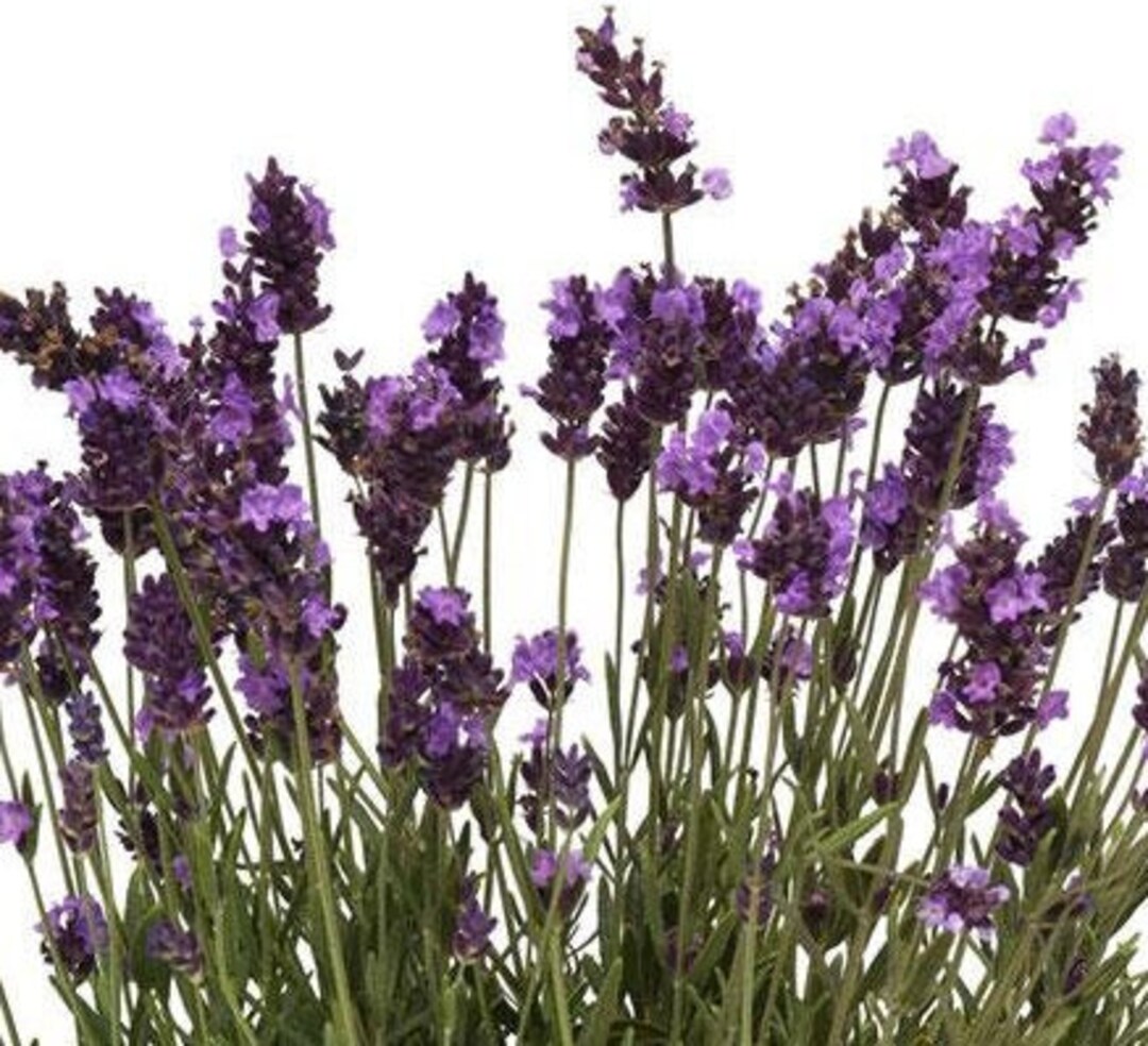 Live Early Blue Lavender Starter Plant - Etsy