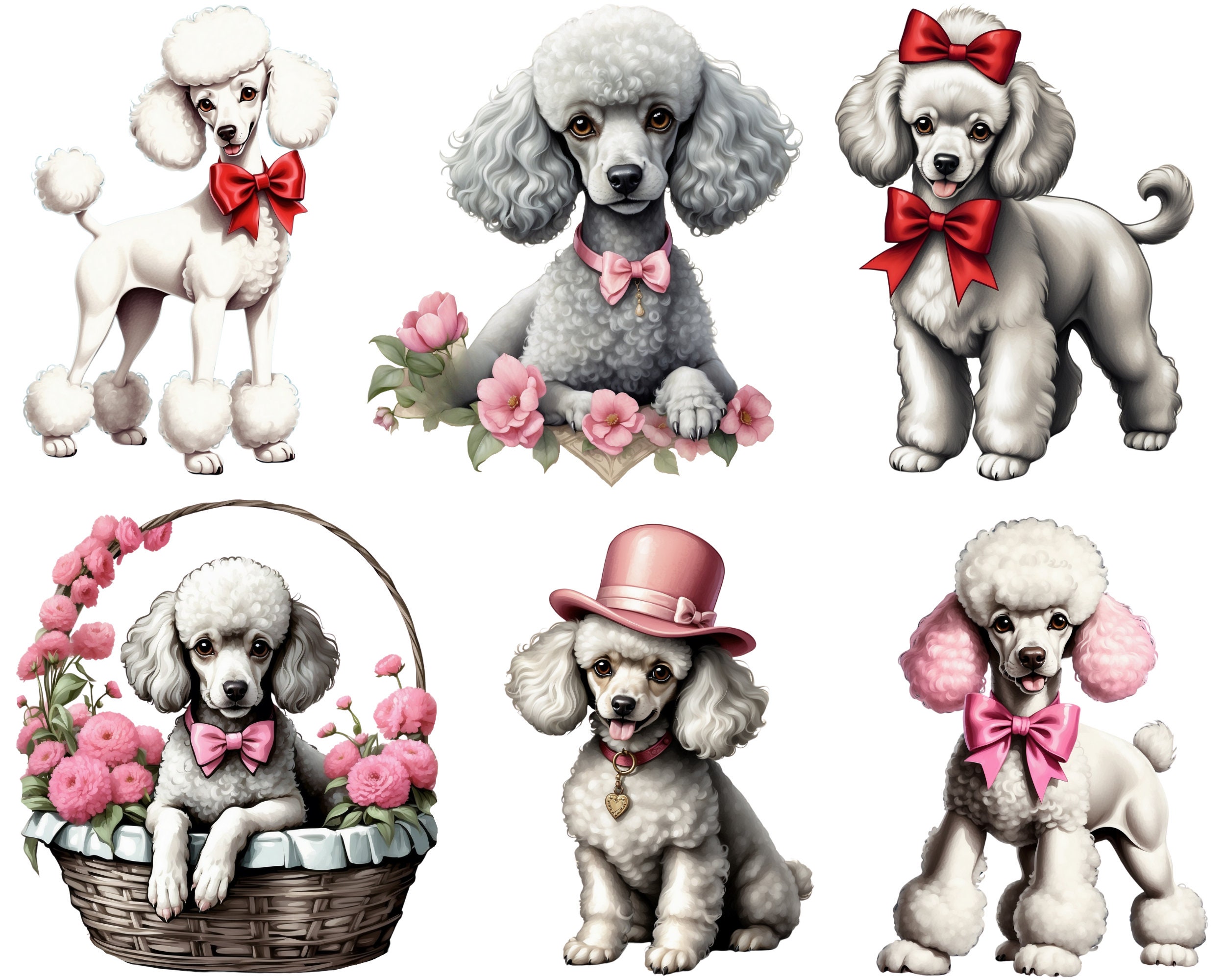 Poodles CLIPART PNG Files Commercial Use Transparent Background Cute ...