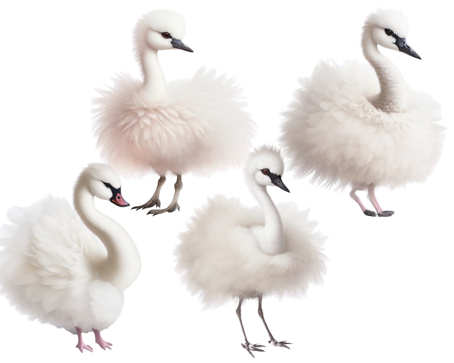 Pink White Fluffy Birds CLIPART PNG Files Commercial Use Transparent ...