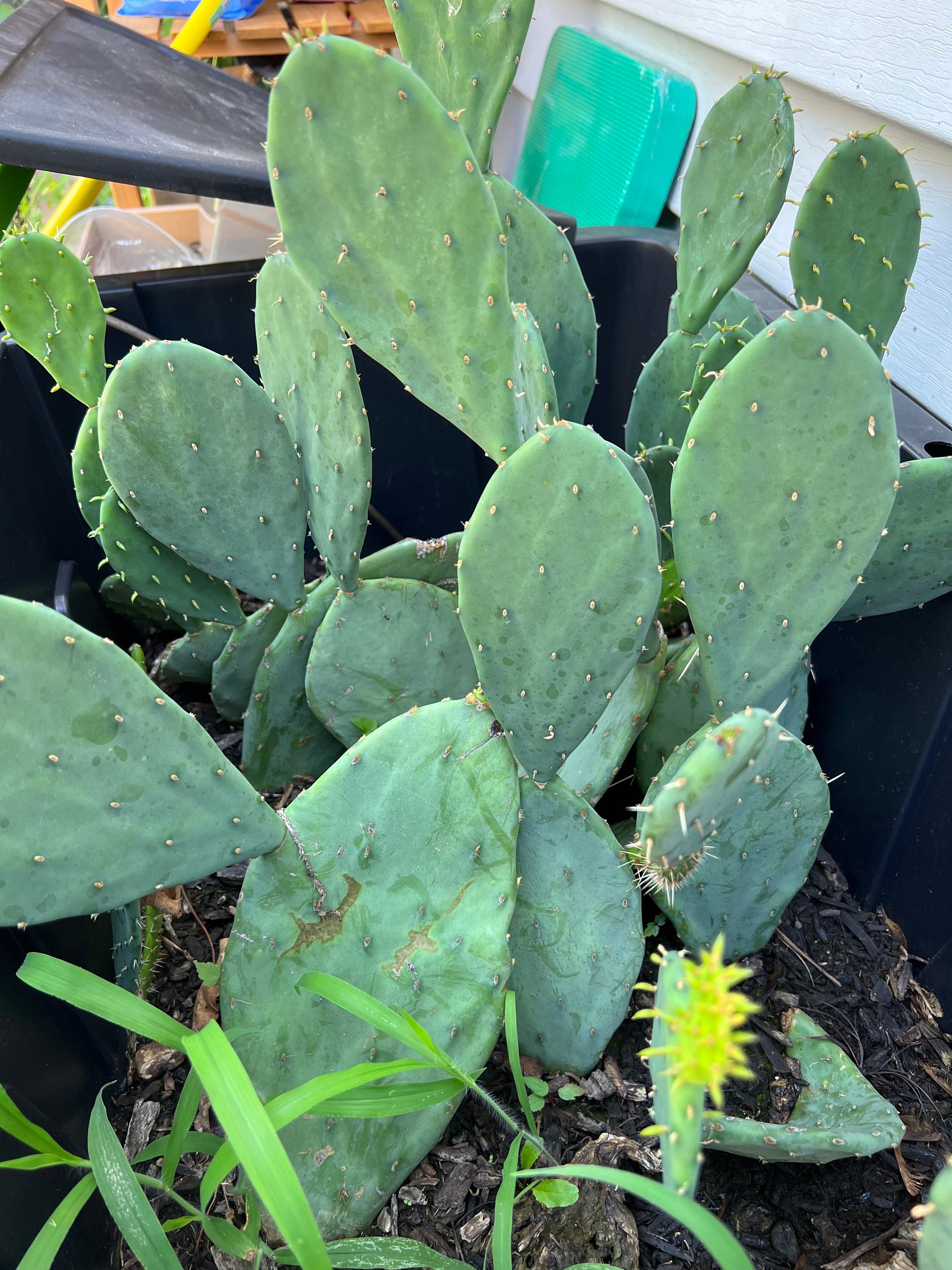 Eastern Prickly Pear (opuntia Humifusa) Cactus Pads (1 Pad) Cold Winter ...