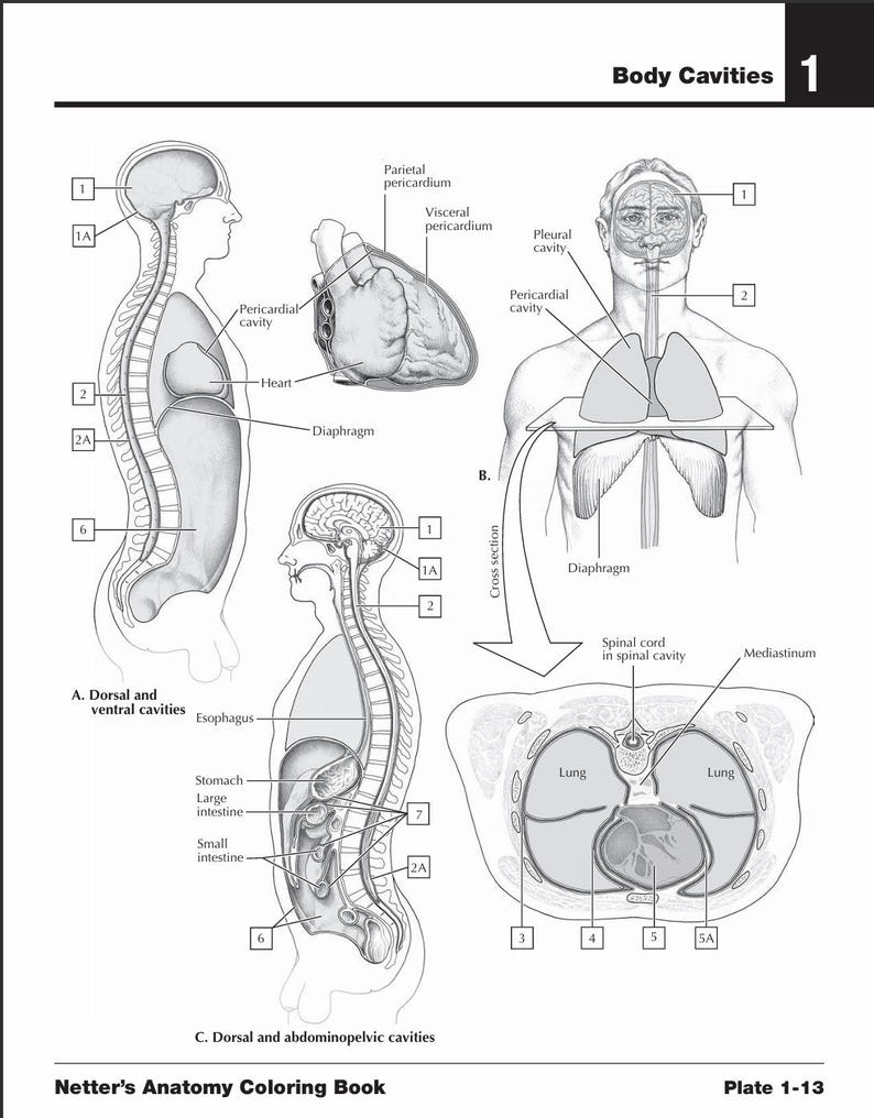Netters' Anatomy Colouring Book 2nd Edition Full Book PDF Copy - Etsy
