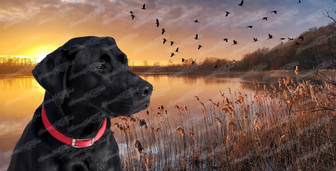 12.25" X 6.25" License Plate Digital Files for Sublimation Black Lab ...