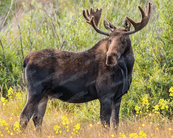 Winter Moose Repurposed Decoupage China Plate| Winter Moose Gift Plate ...