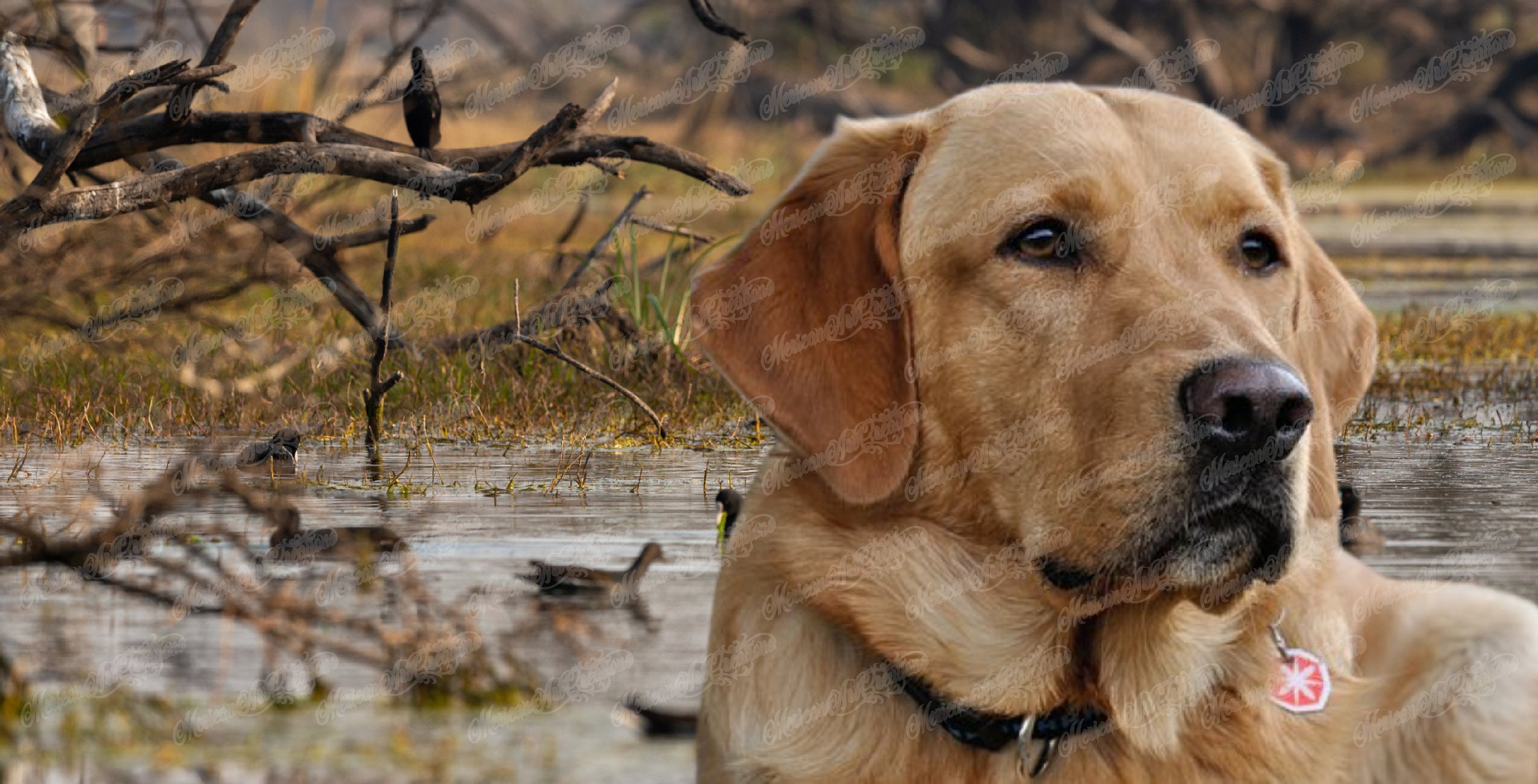 Yellow Lab Hunting Wallpaper