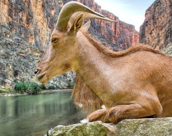 Aoudad Png - Etsy
