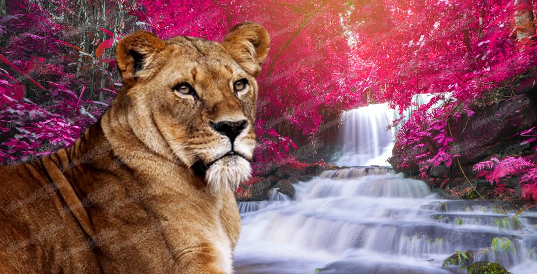 12.25" X 6.25" License Plate Digital File for Sublimation Lioness Lion ...