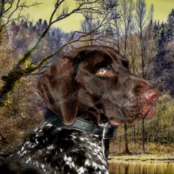 German Short Haired Pointer Svg - Etsy