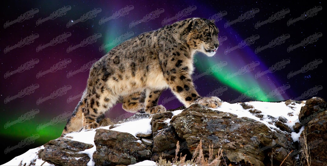 12.25" X 6.25" License Plate Digital Files for Sublimation Snow Leopard ...