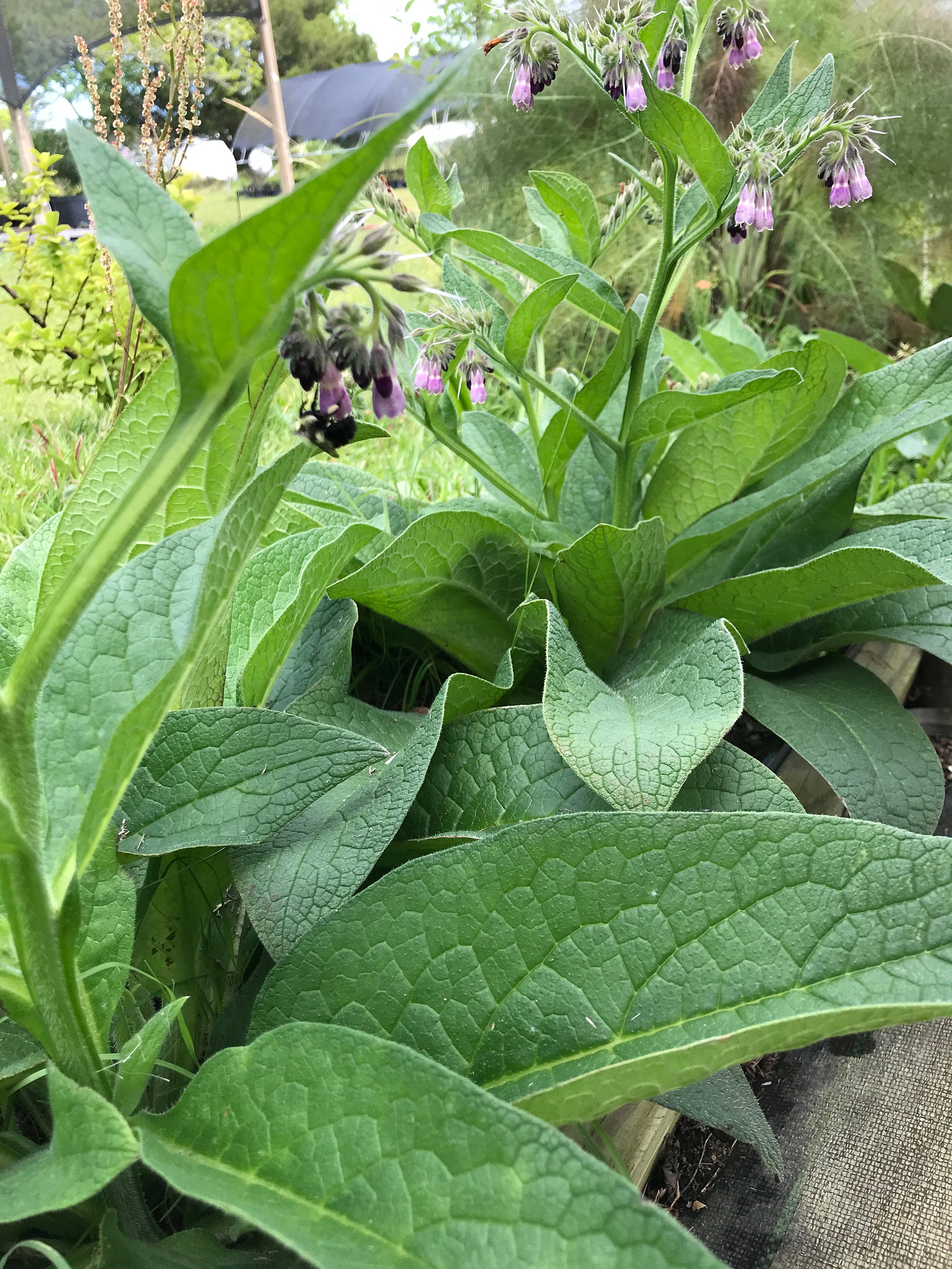 Comfrey Leaves