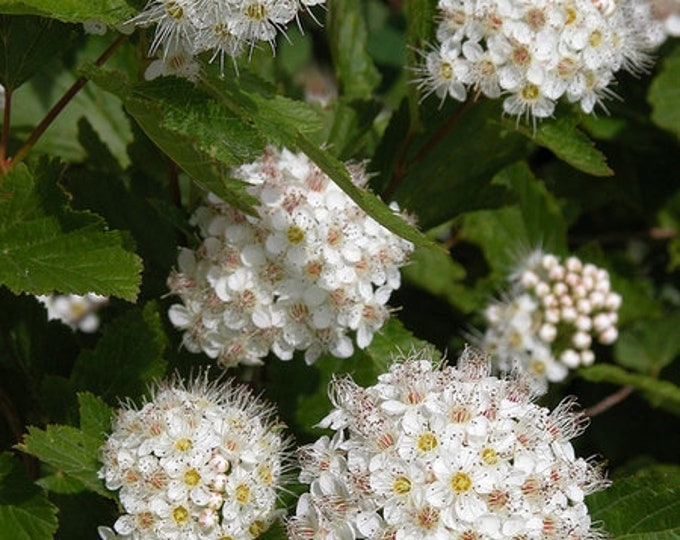 Common Ninebark (physocarpus Opulifolius) Shrub, 5 Inch Container - Etsy
