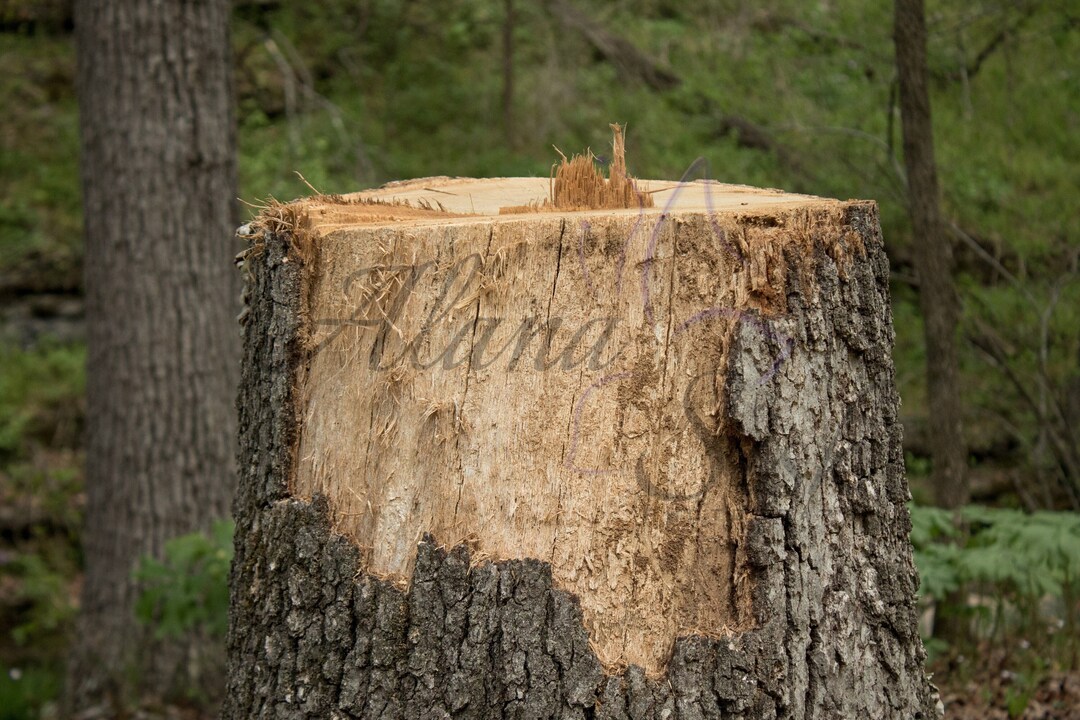 Tree Stump Photography, Forest Printable, Landscape Stock Image, Woods ...