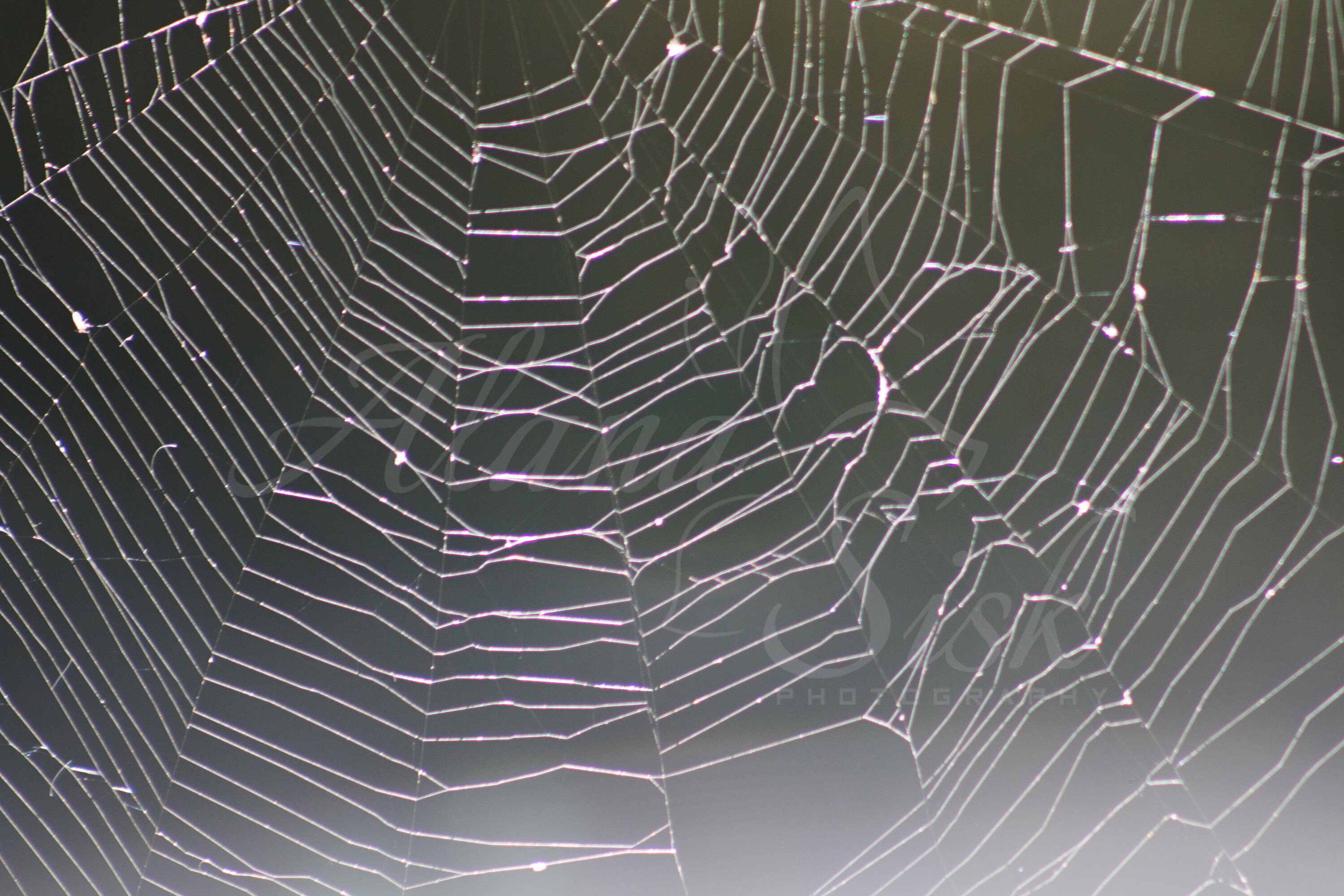 Spider Web Photograph, Arachnid Art, Web Printable Wall Art, Spider Web ...