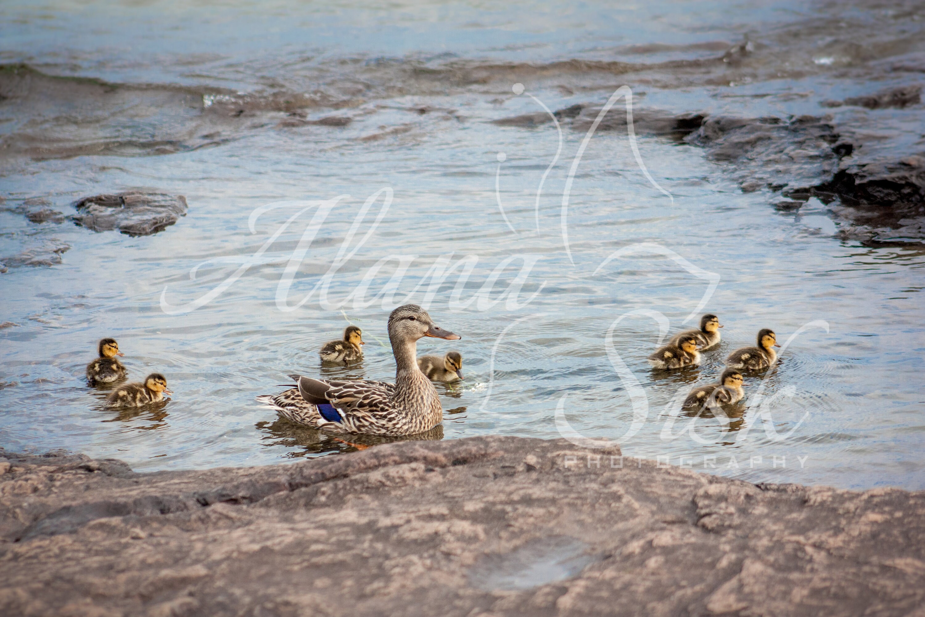 Mallard Duck Printable Mallard Duck Babies Ducklings Wall - Etsy
