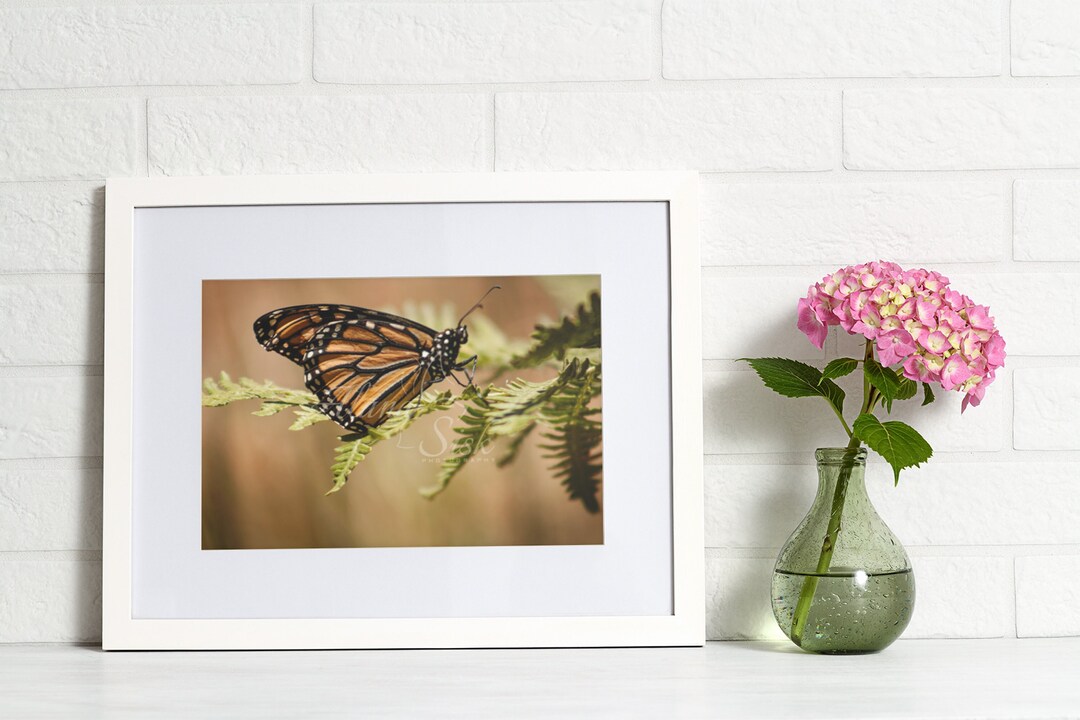 Monarch Photography Monarch Butterfly Photography Orange - Etsy