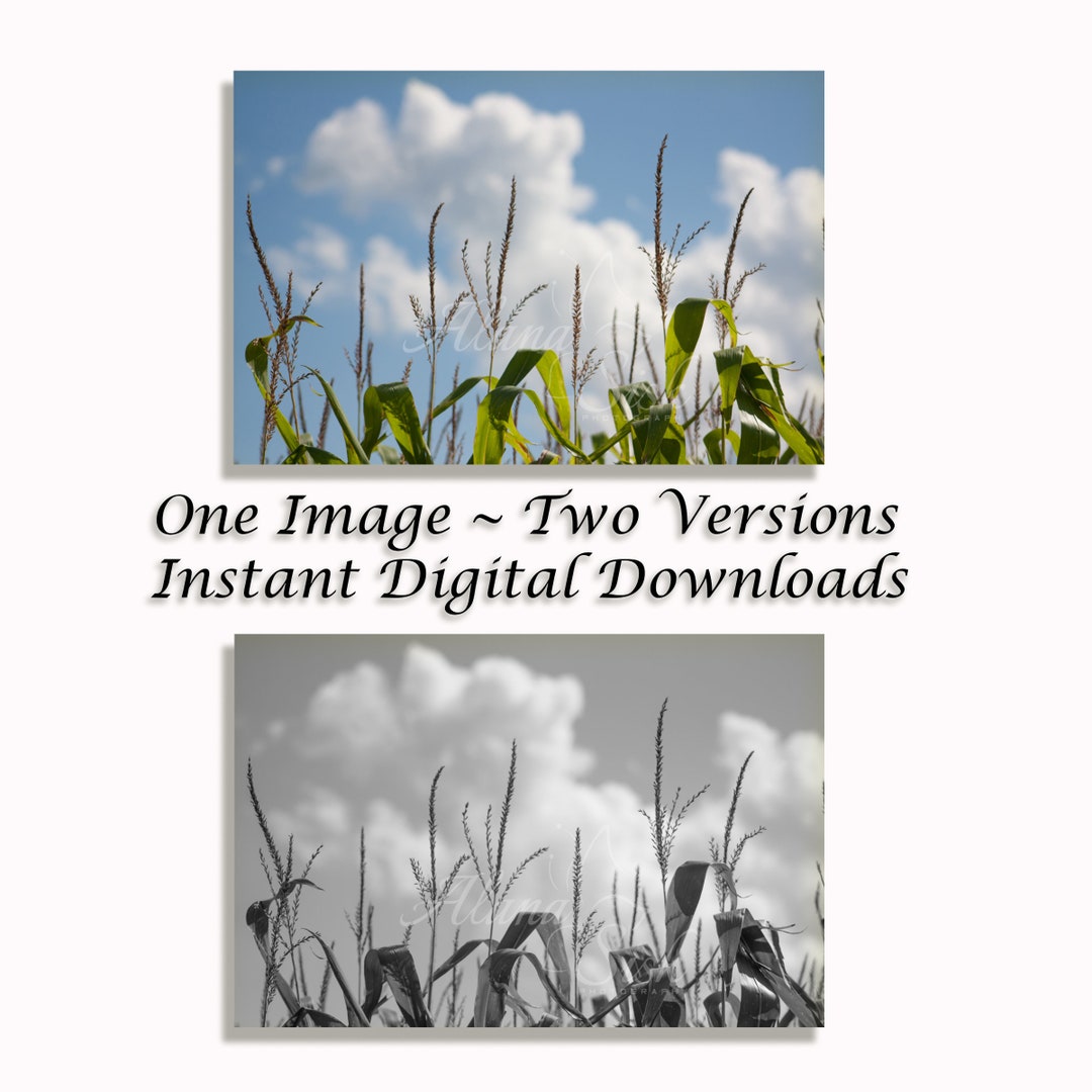 Corn Photograph, Landscape Stock Photography, Corn Field Printable ...