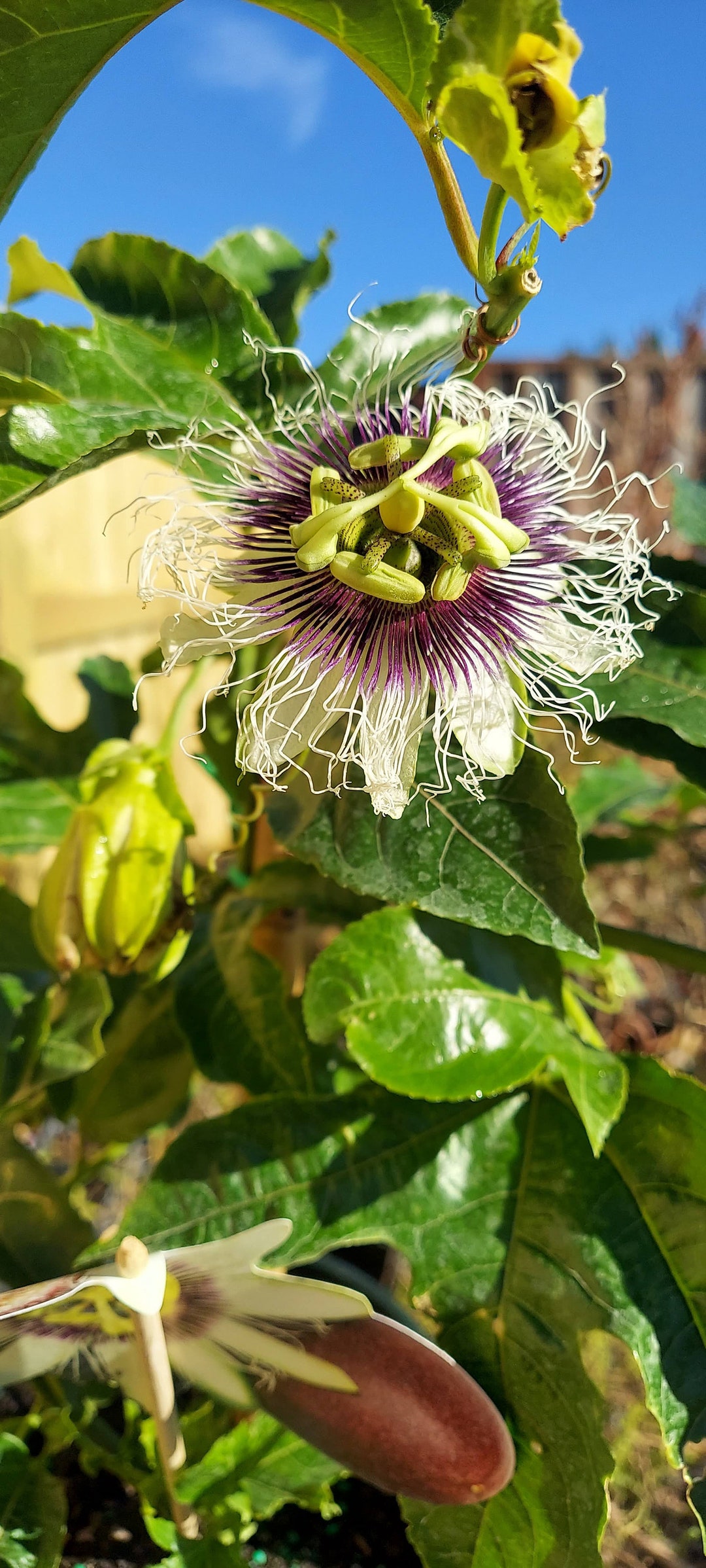 Purple Possum Passion Fruit Plant - Starter Passiflora Purple Possum ...