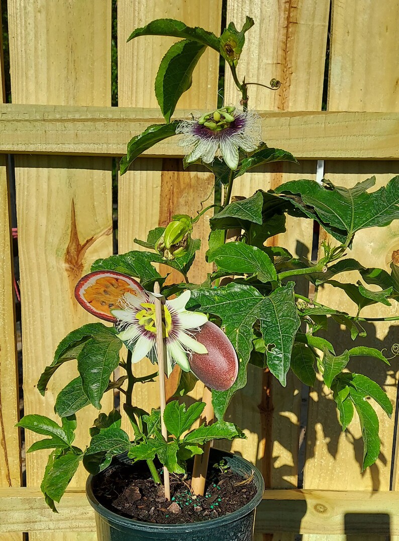 Purple Passion Fruit Plant Starter Passiflora Purple Possum Passion Fruit Edible Passion Fruit